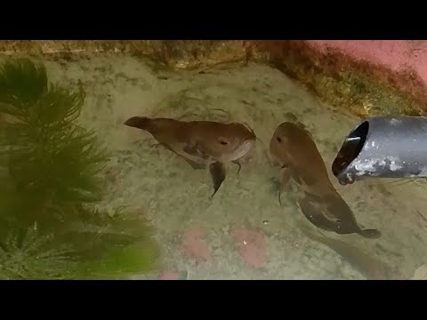 sweet fish & big janitor fish - YouTube
