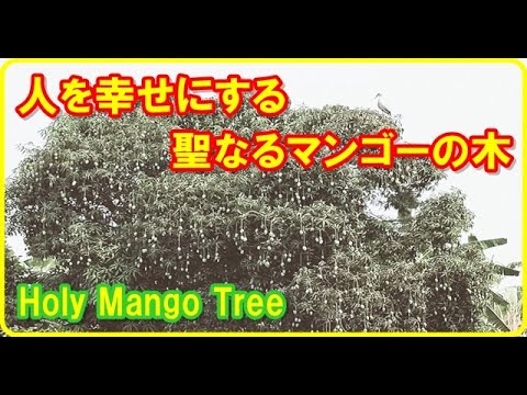 人を幸せにする聖なるマンゴーの木Holy Mango Tree Thailand - YouTube