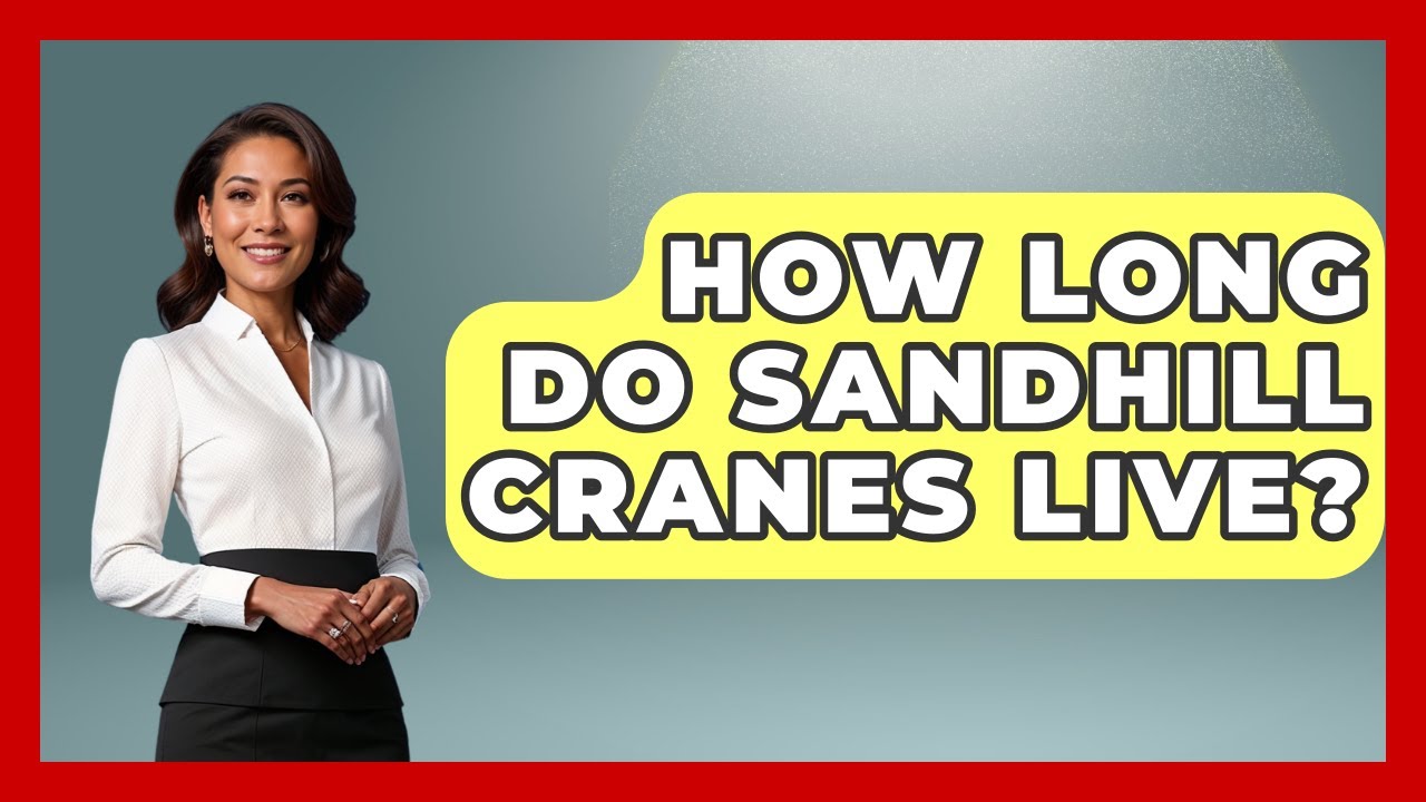 How Long Do Sandhill Cranes Live? - Bird Watching Diaries - YouTube