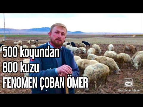 500 KOYUNDAN 800 KUZU / FENOMEN ÇOBAN ÖMER