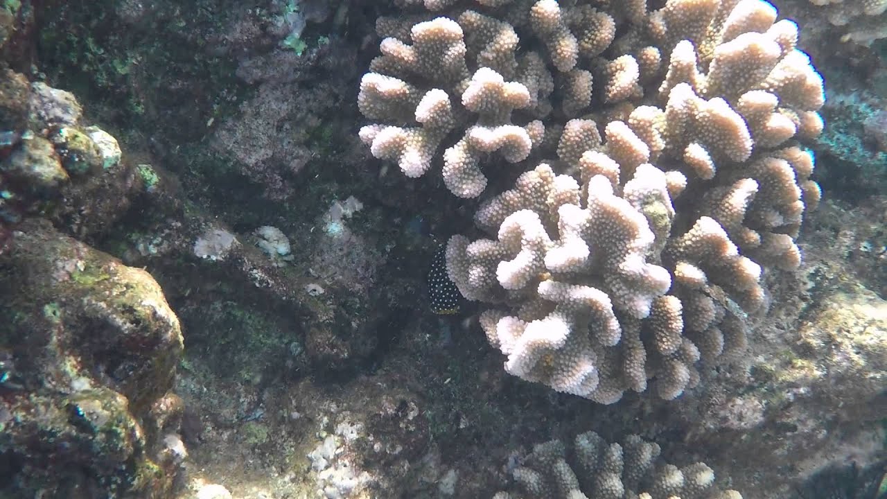 Spotted Boxfish in Maui - YouTube