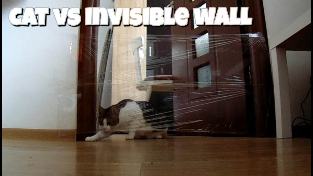 Cat vs Invisible Wall | DINO Paw Cat - YouTube