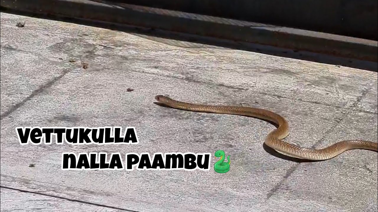🐍 Snake - Veetukulla nalla paambu🤯 | Ginger saved us🥺 | 🐍at home🏡 - YouTube
