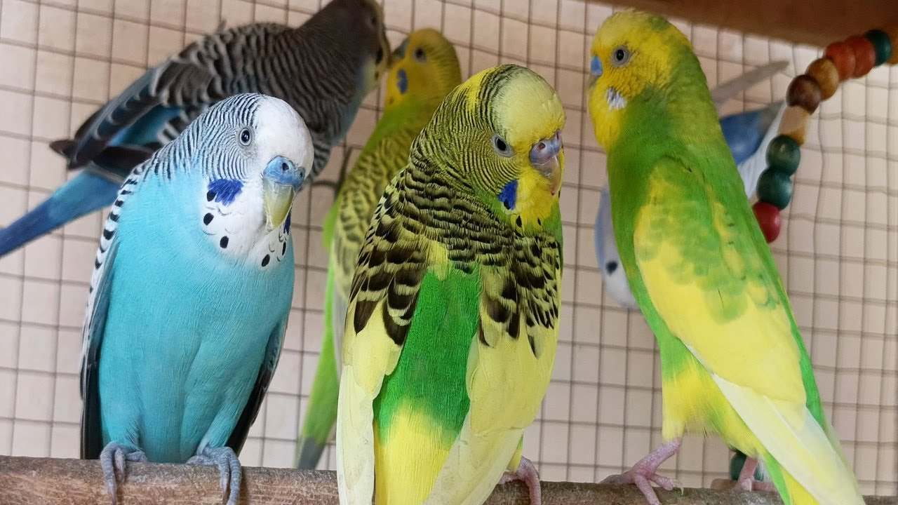 3 Hr Budgies Chirping Talking Singing Parakeets Sounds Reduce Stress ...
