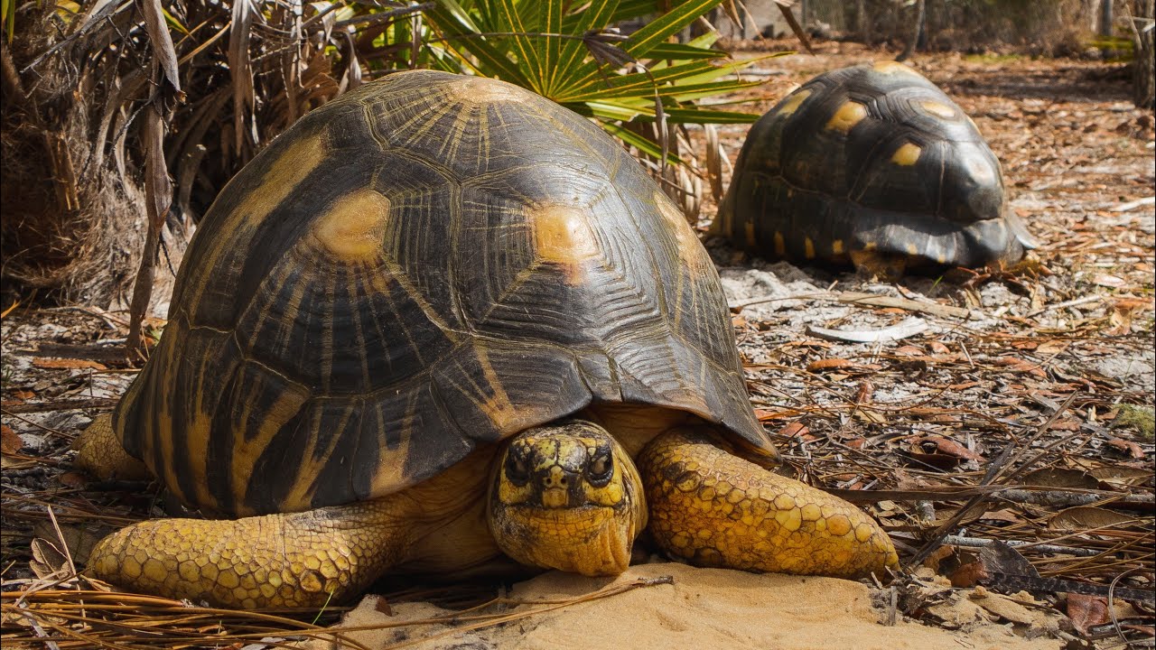 BEAUTIFUL RARE TORTOISES at Ashton Biological Preserve in Florida - YouTube