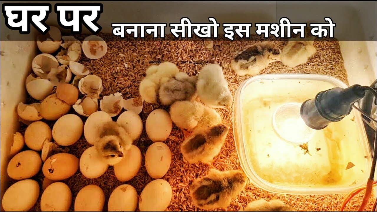 How to make a Hatching Egg Incubator at home || How to make a Hatching ...