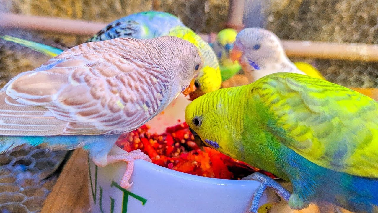 Como inserir alimentos novos na alimentação do periquito australiano ou ...