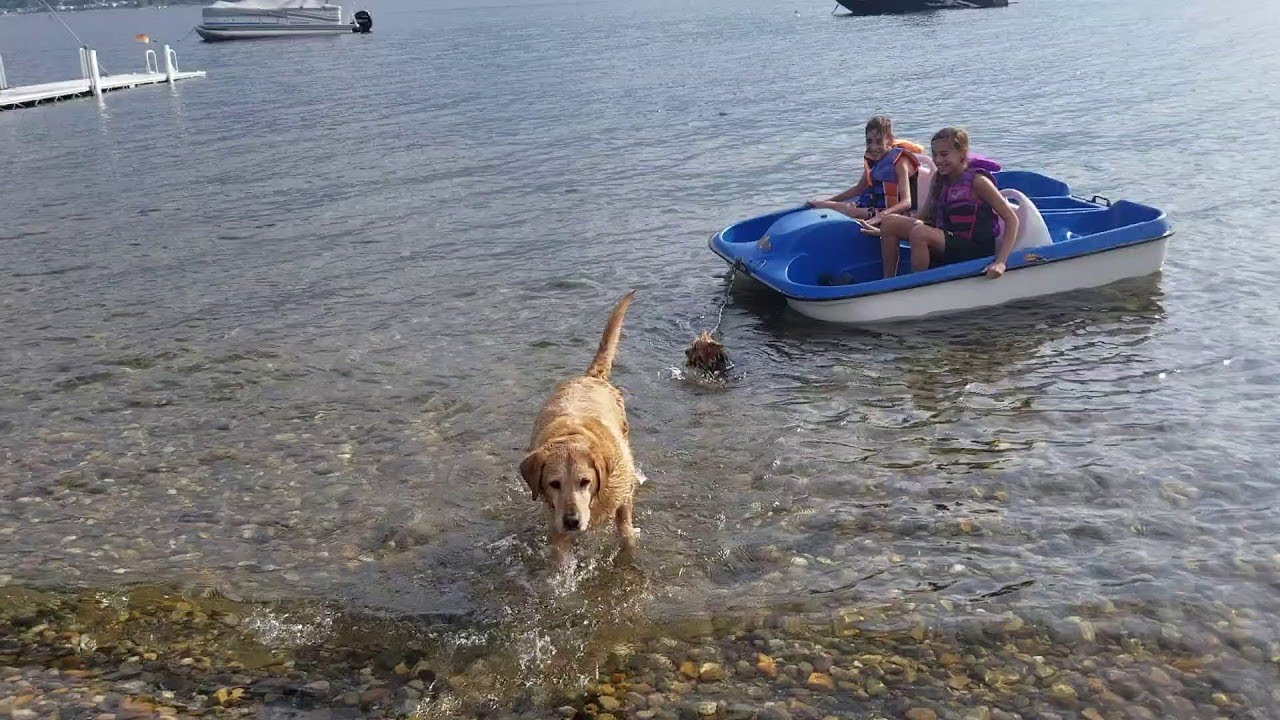 Tiny and Mighty Yorkie Pulls Boat || ViralHog - YouTube