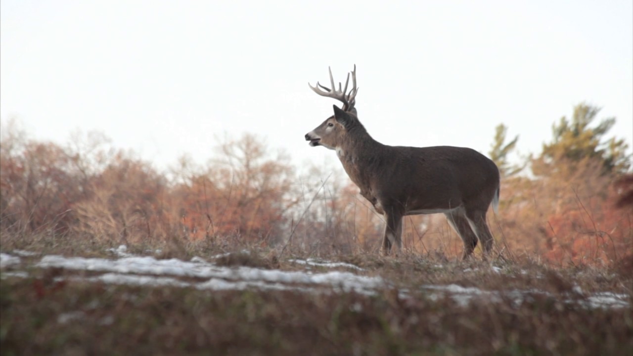 Whitetail Rut: Three Things You Need to Know - YouTube