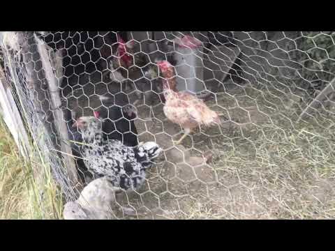 Hint tavuğu köy horozu kavga