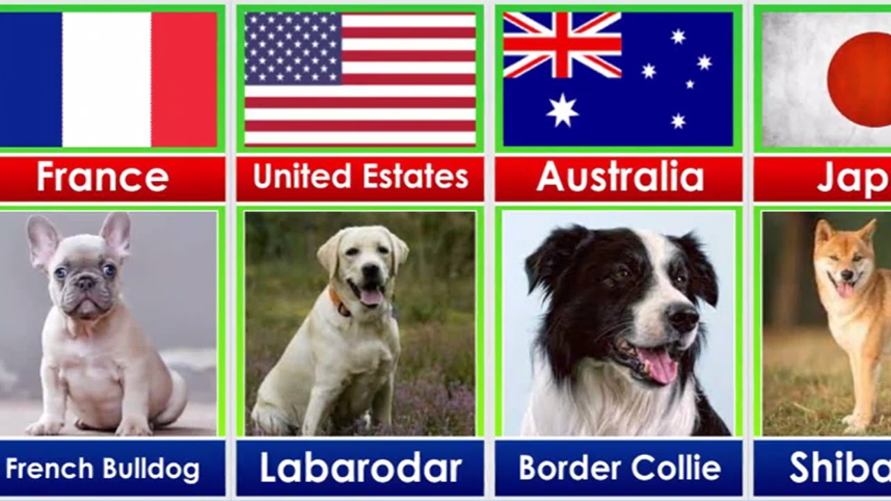 Popular Dogs By Country | Smart Data - YouTube