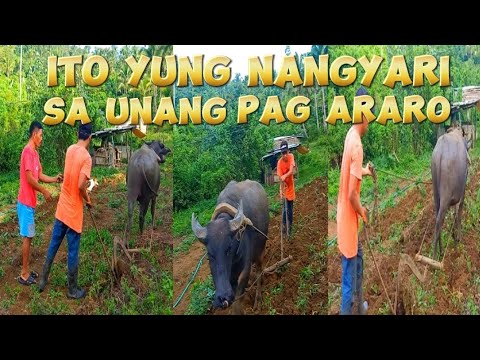 FILIPINO FARMER IN PHILIPPINES FIRST TIME HE PLOWS WITH HIS BUFFALO ...
