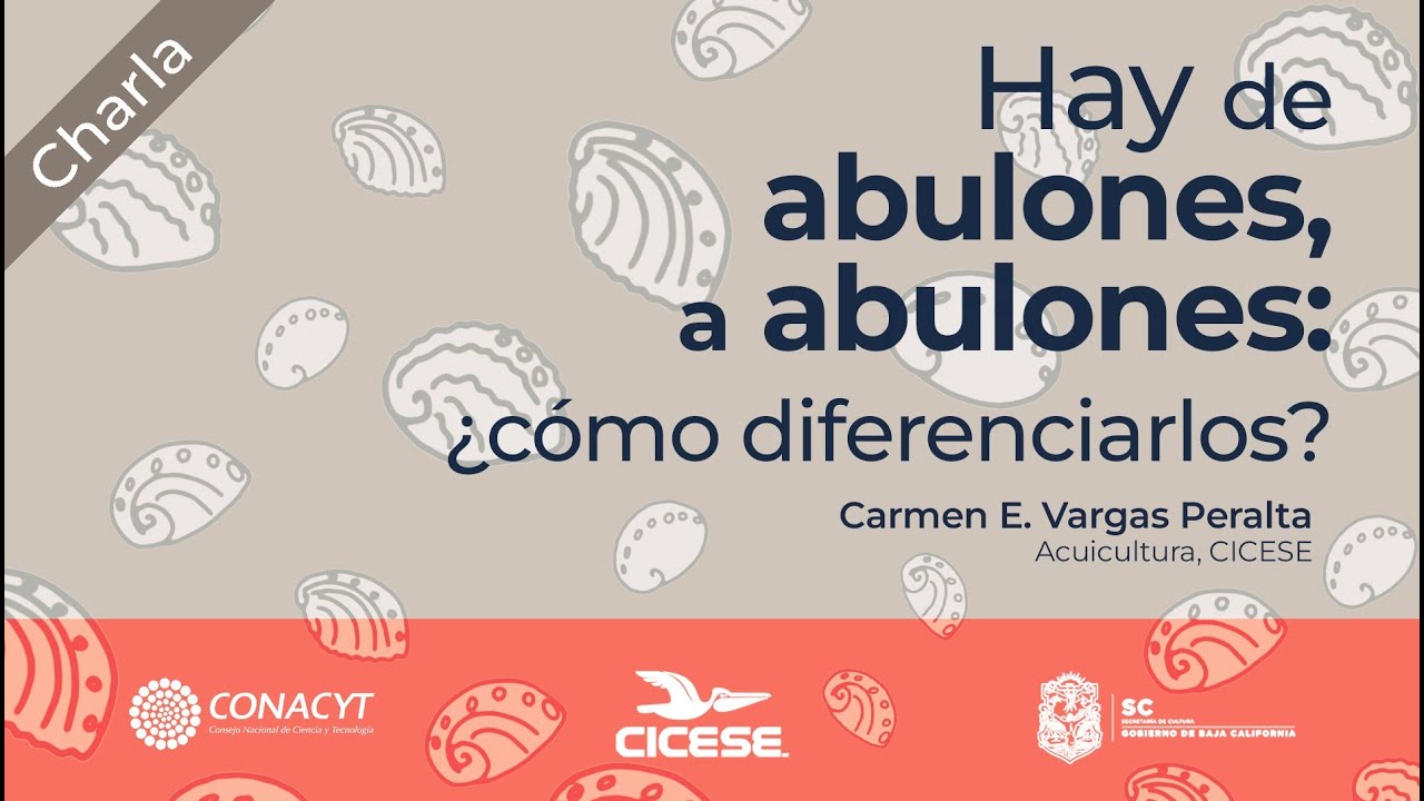 Charla: Hay de abulones, a abulones: ¿Cómo diferenciarlos? - YouTube