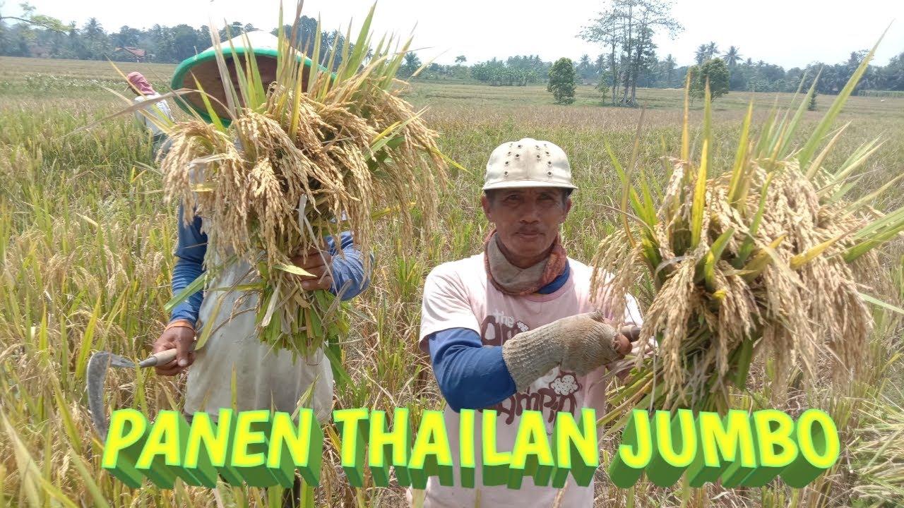 PANEN THAILAND JUMBO DI LAHAN RAWA BERKARAT - YouTube