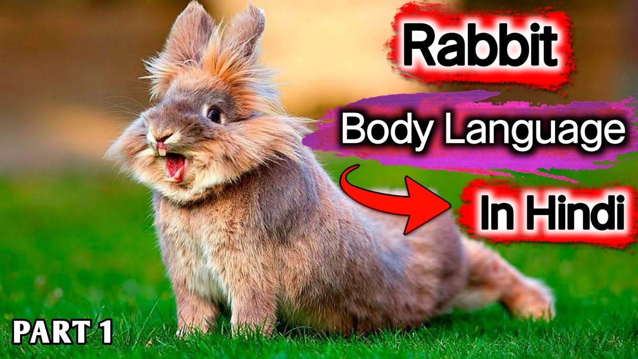 Rabbit Body Language In Hindi | अपने खरगोश को गौर से जाने | Rabbit ...
