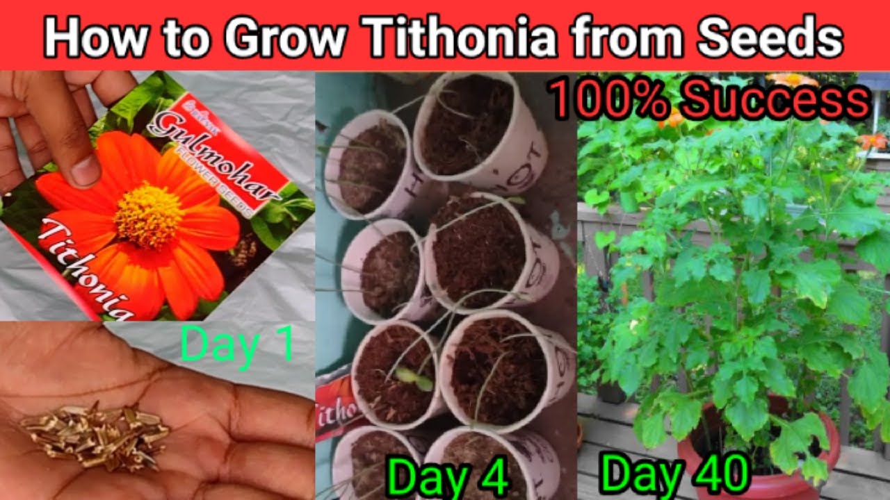Tithonia Flowering Time | Best Flower Site