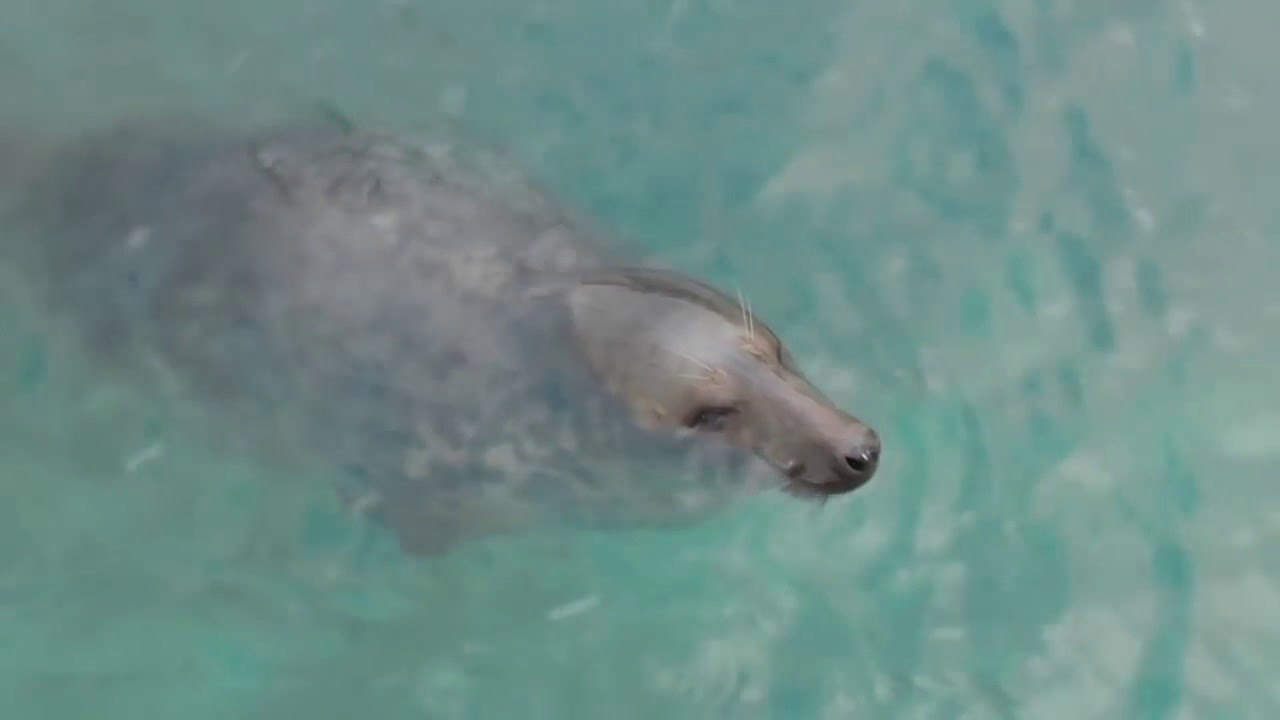 SCP-3213 Heck Off, Carl. - YouTube