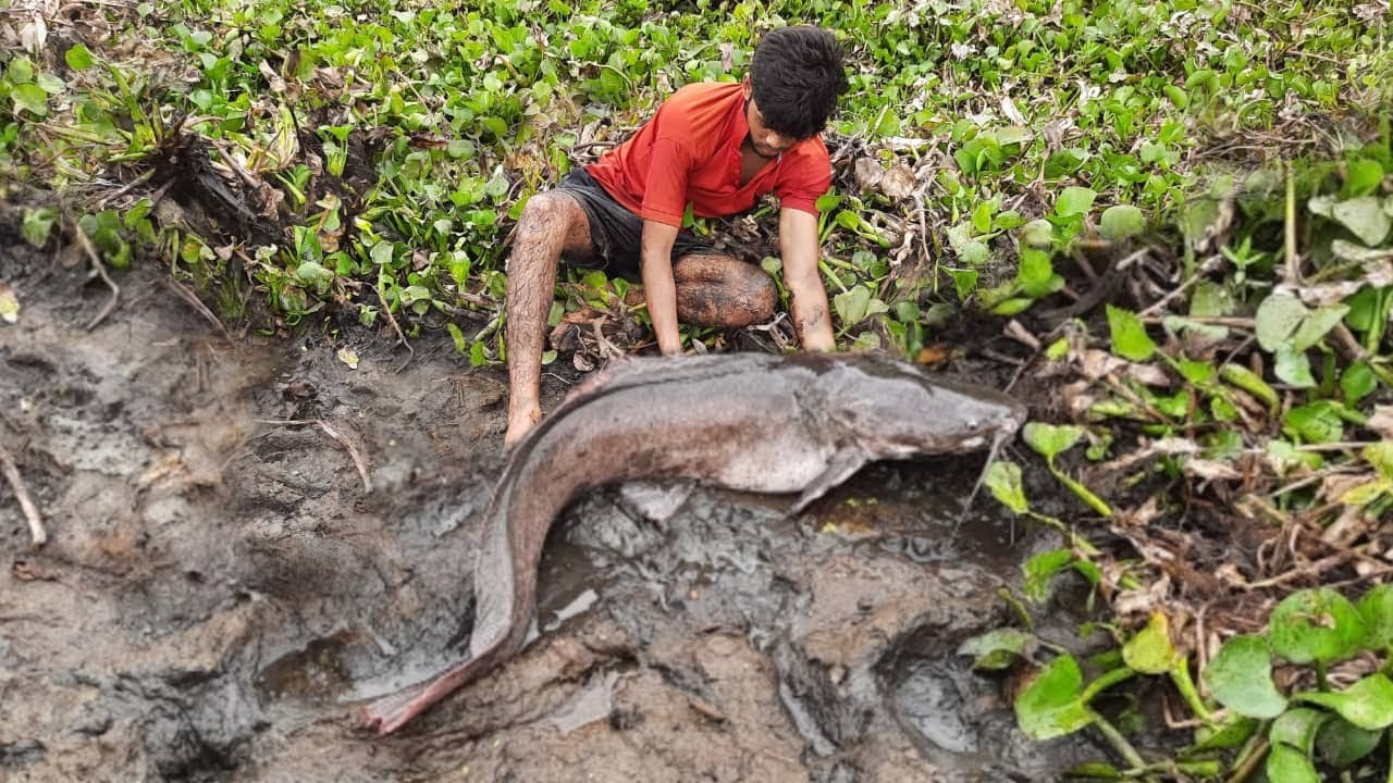 Amazing Hand Fishing Video. Smart Boys Catching Big Catfish By Hand ...