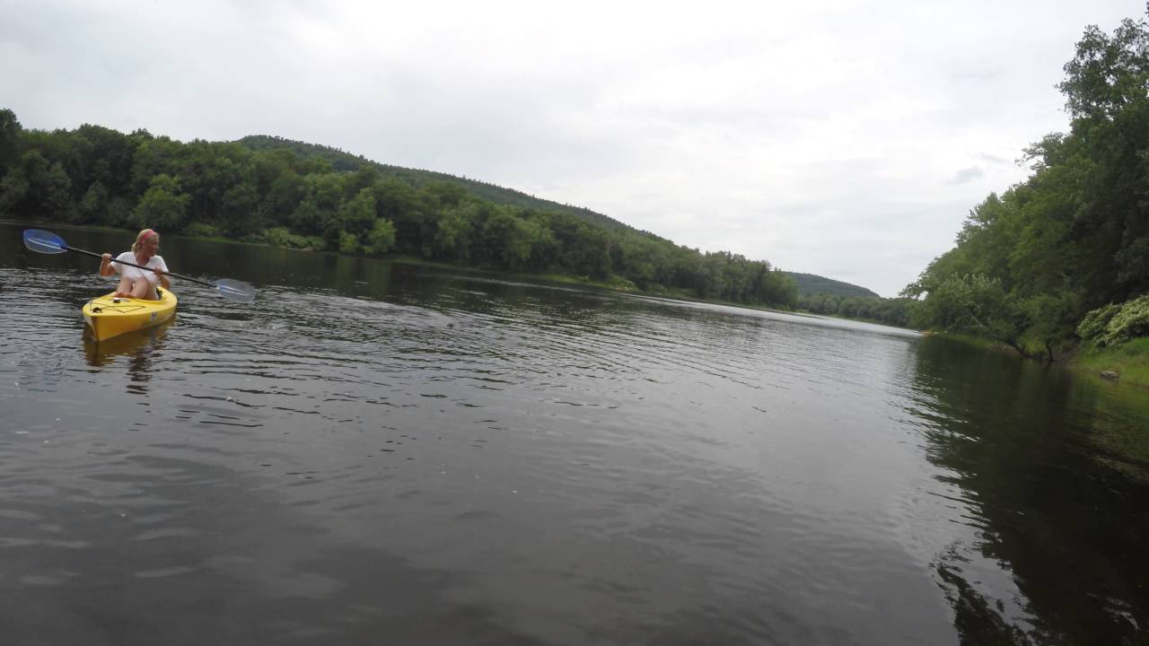 Attacking beaver on Delaware River - YouTube
