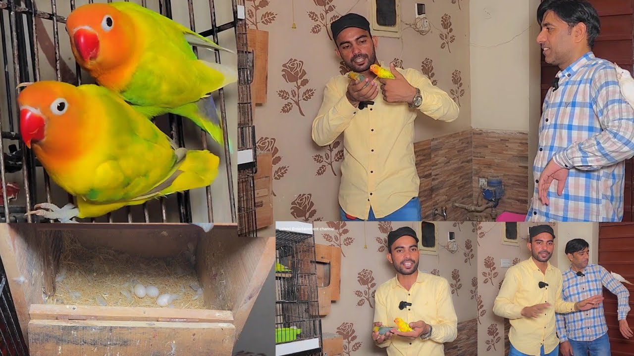 New visit Amir bhai birds setup - YouTube