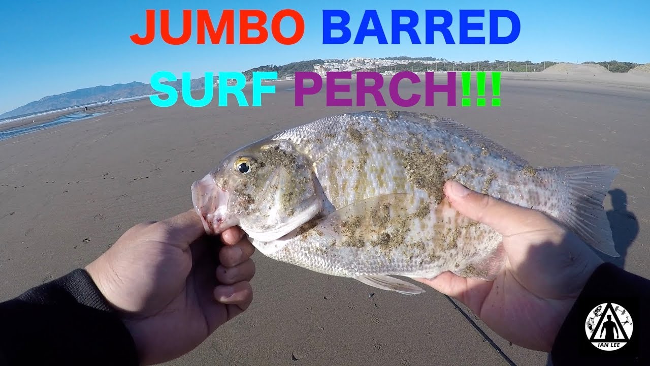 Caught a Jumbo Barred Surf Perch ( My New PB ) - YouTube