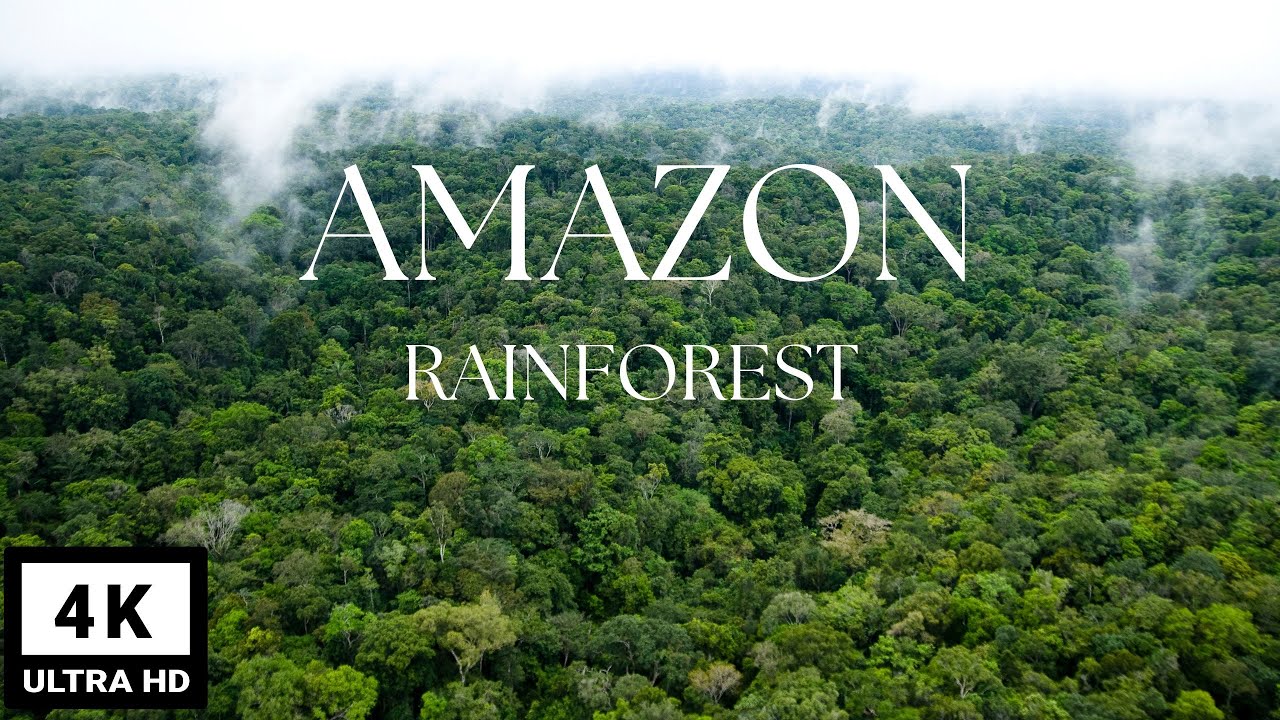 Amazon 4k - The World’s Largest Tropical Rainforest | Relaxation Film ...
