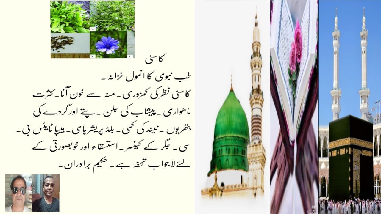 The benefits of kasni(chicory)in tibb_e_islami: hepatitis c and b ...
