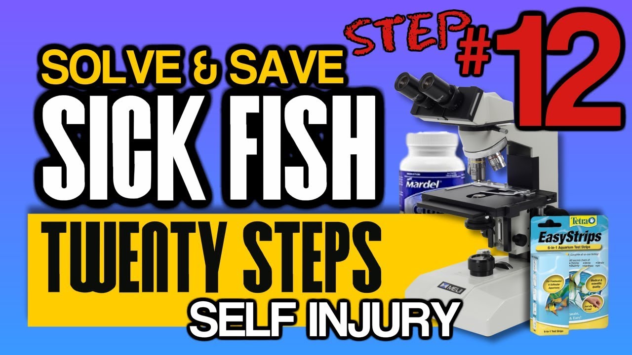 How To Assess Fish and Koi Cuts, Abrasions and Bruises. Step 12 of 20 ...