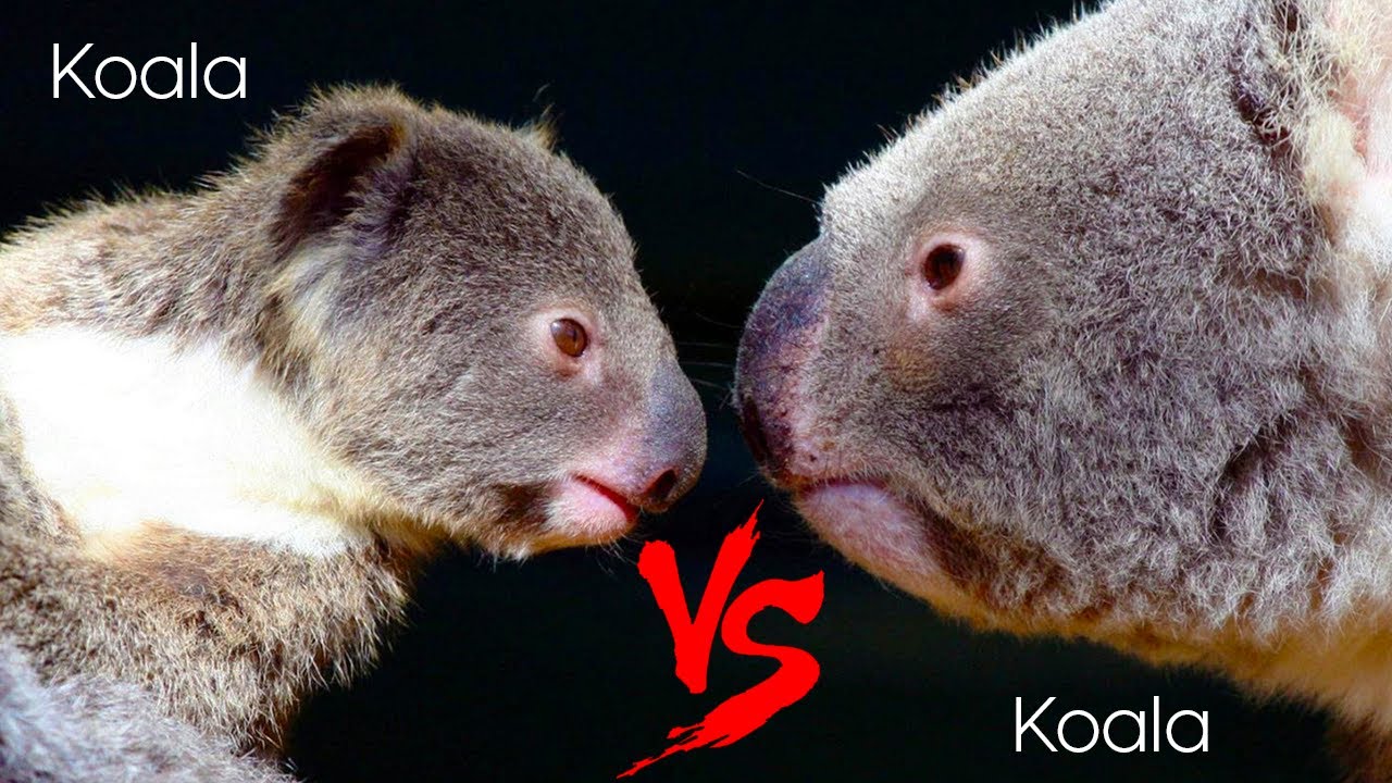 Cute Fluffy Koala Fight - YouTube