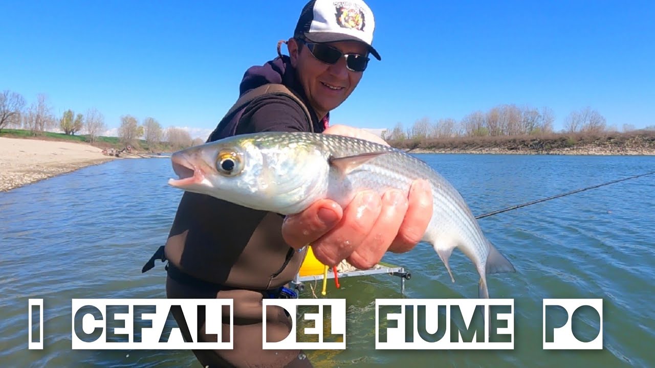 I Cefali del PO - YouTube