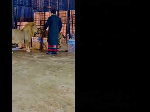 tere jesa #tiger #tigerlion #lion #animals #zoo #petlover #animal - YouTube