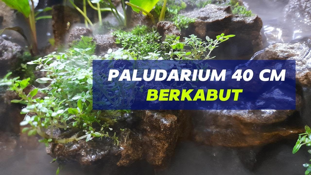 Paludarium berkabut ukuran 40 cm menggunakan ultrasonic mist maker ...