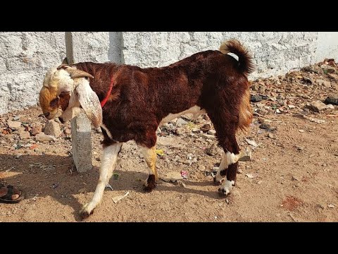gujri bakra aur osmanabadi goats in Hyderabad feelkhana | bade bakre ...