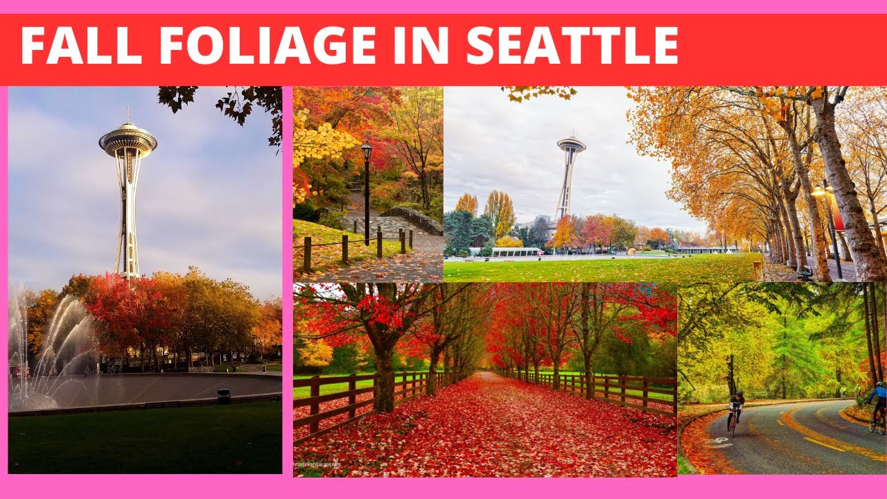 Fall Foliage in Seattle | Seattle to Redmond Rain Drive | Rainy Seattle ...