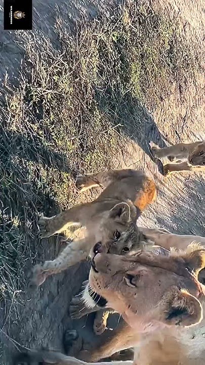 Mother Woes with hungry cubs #lion #wildlife #bigcatswildlife #animalover #serengeti #wildlife ...