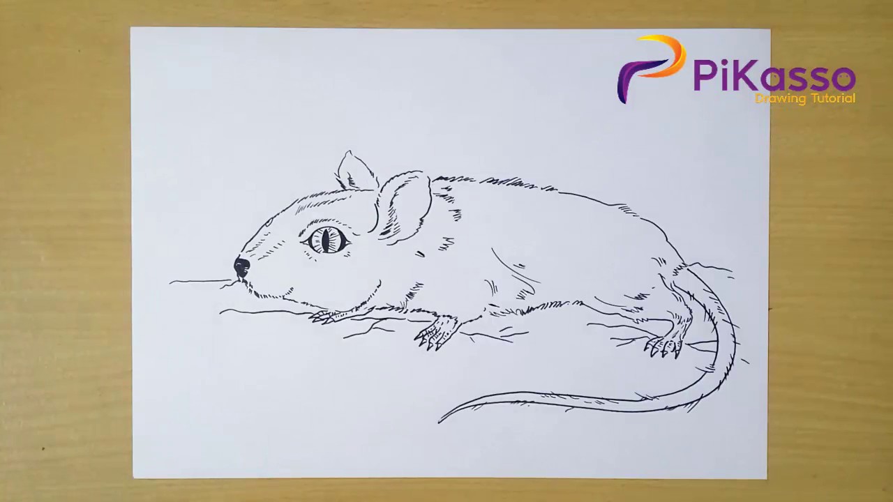 How to Draw Gerbil step by step easy - YouTube