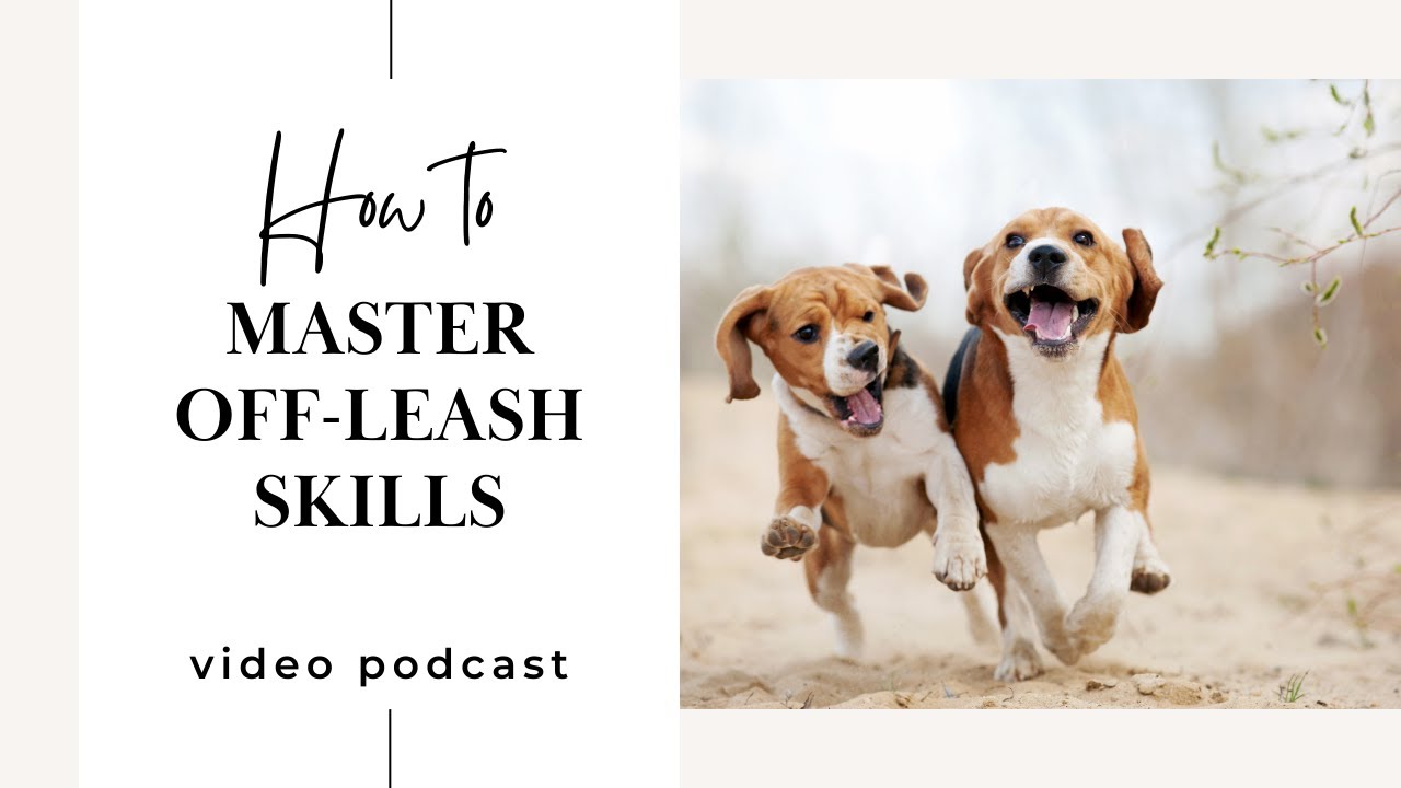 Off-Leash Training for Dogs - YouTube