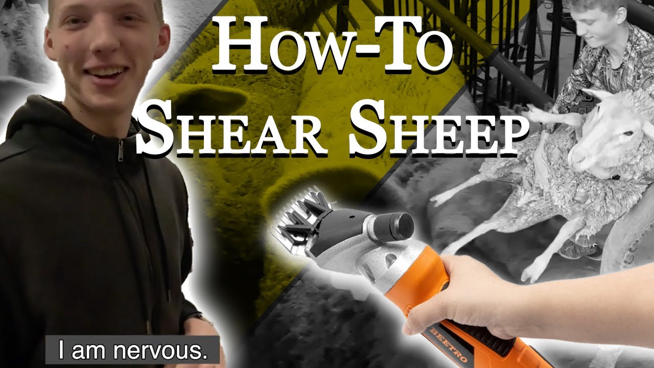 How to Shear a Sheep - From start to finish. - YouTube