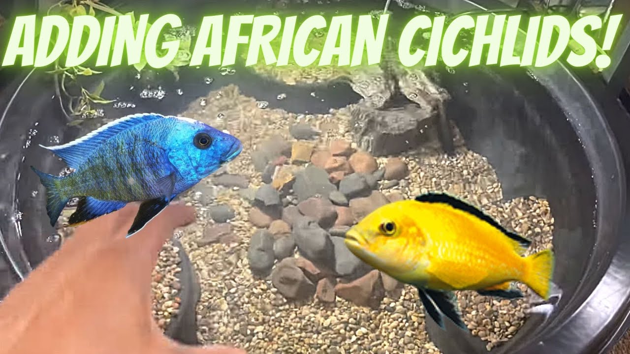 DIY Indoor Pond Part 2 | African Cichlids Pond - YouTube