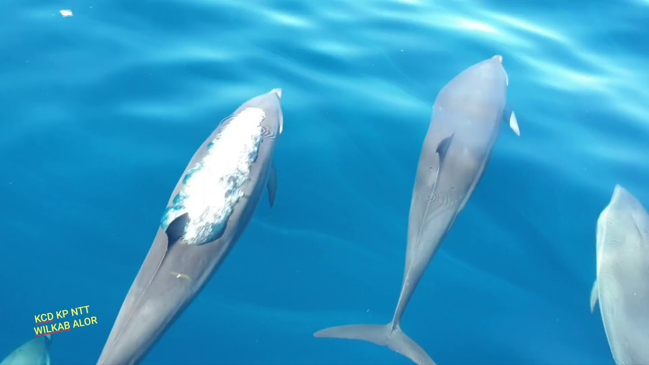 WISATA IKAN DOLPHIN DI KAWASAN SAP SELAT PANTAR ALOR NTT - YouTube