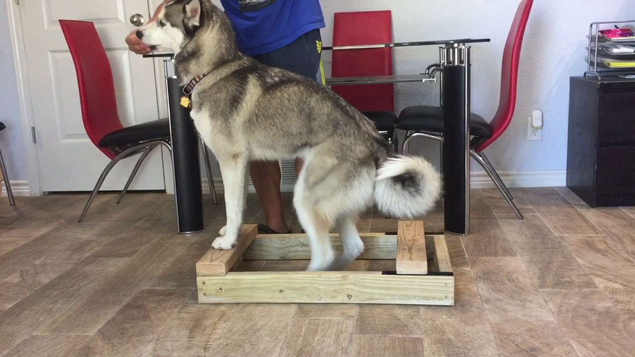 Training Husky to show stack - YouTube