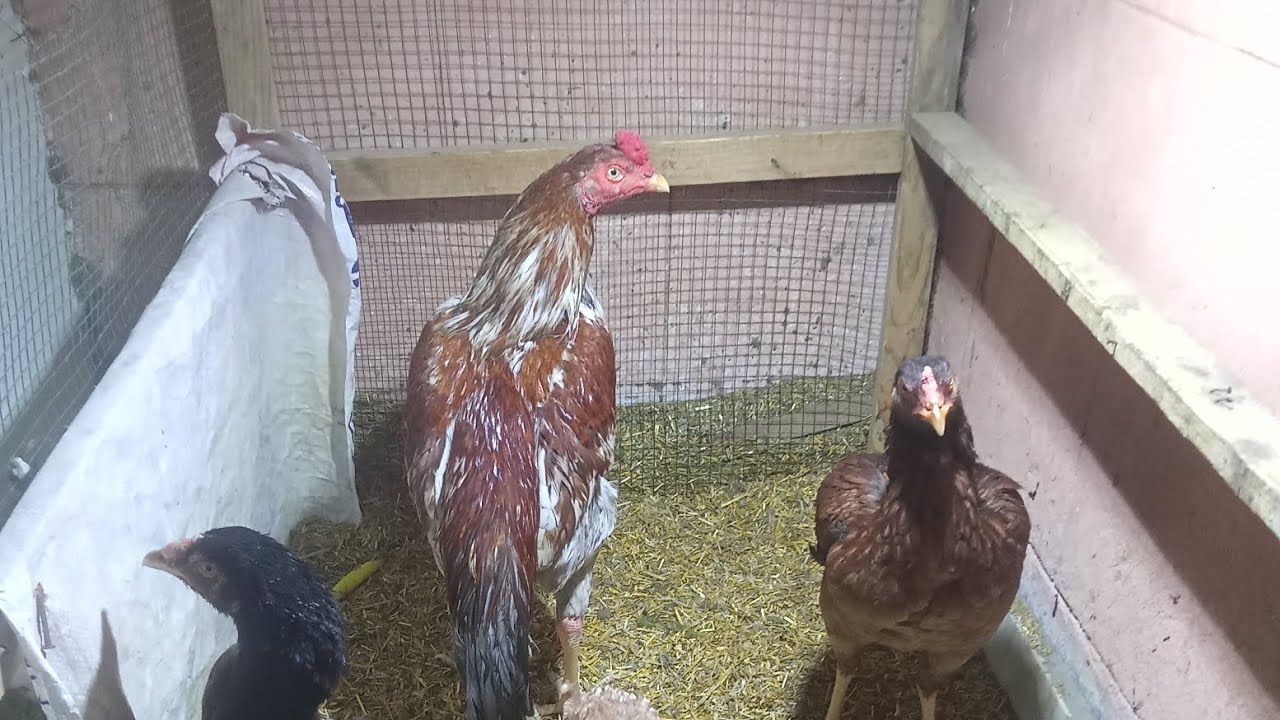 Beautiful fighter aseels #chicken #aseelbeauty #birds #fighteraseels - YouTube