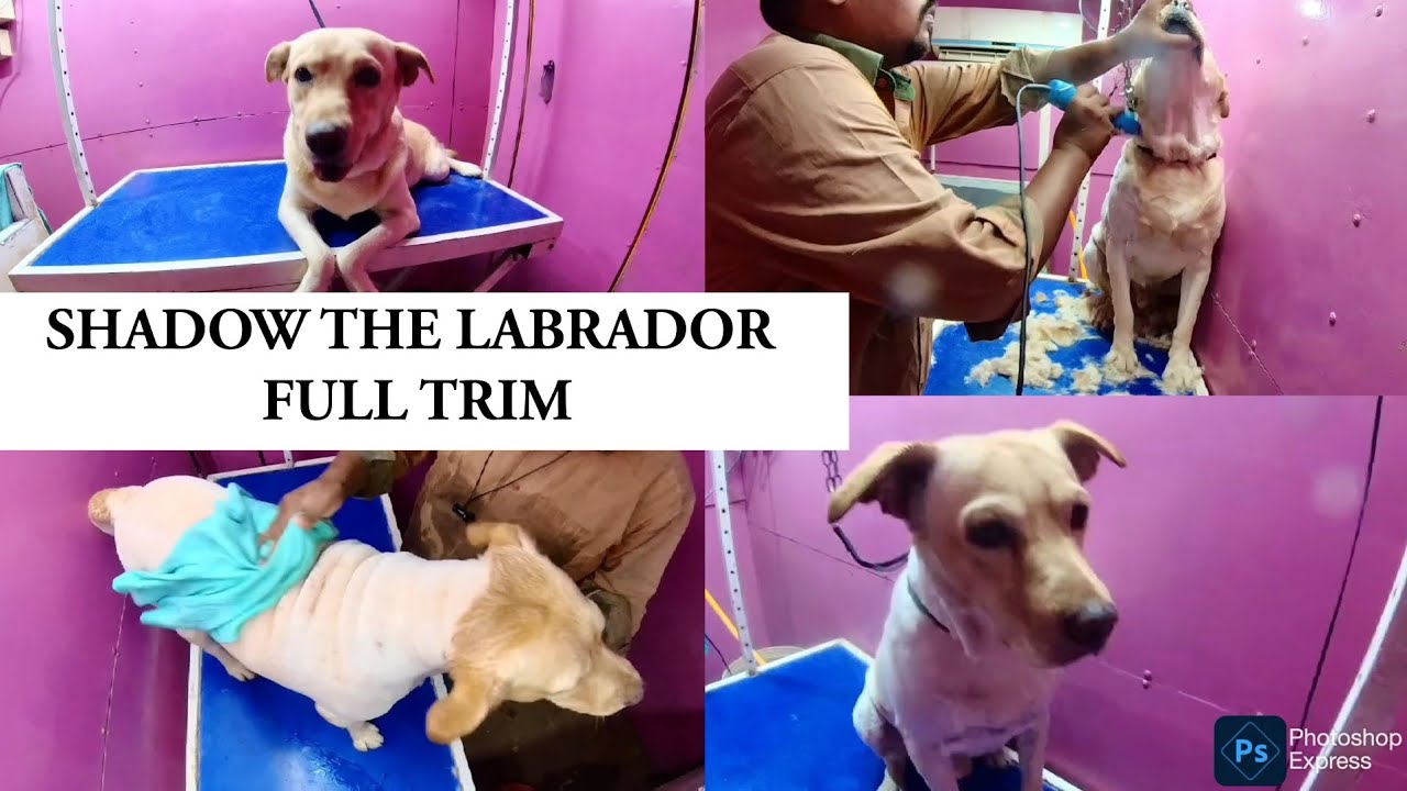 SHADOW THE LABRADOR FULL TRIM FOR HAIR FALL AND TICKS AT DOG SPA ...