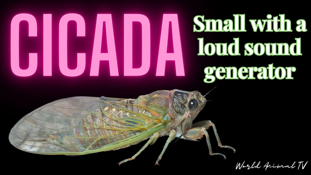 Cicada, small animal with strong sound - YouTube
