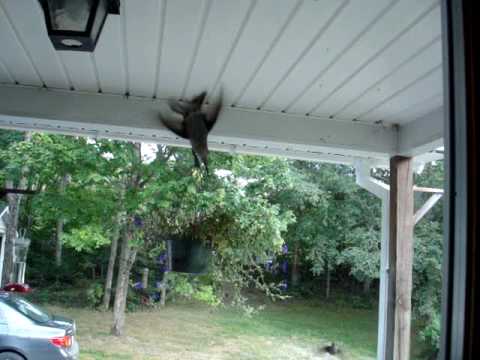 Hummingbird Caught In Spider Web - YouTube