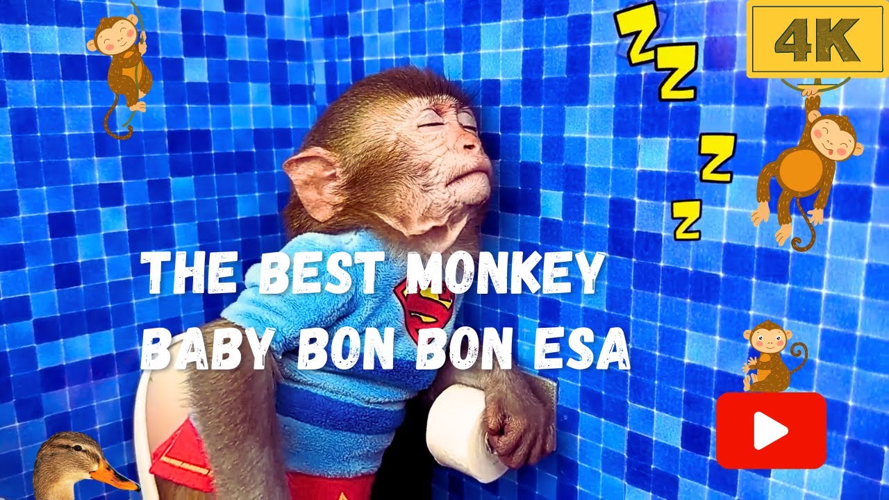 Monkey Baby Bon oes to the toilet and plays with Ducklings - YouTube