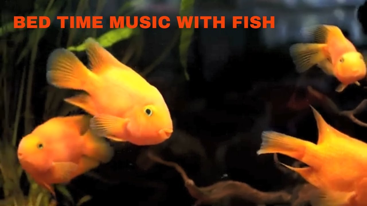 bedtime music with fish bedtime lullabies with real fish turtles and ...