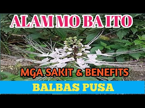 Balbas-Pusa benefits | halaman gamot - YouTube