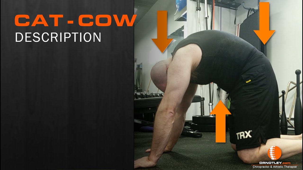 Cat Cow exercise with description - Winnipeg Chiropractor and athletic ...