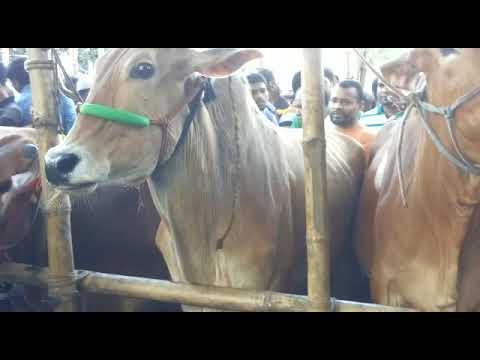 Bangladeshi Qurbani Cow Market 2019 | Cattle Market in Bangladesh ...